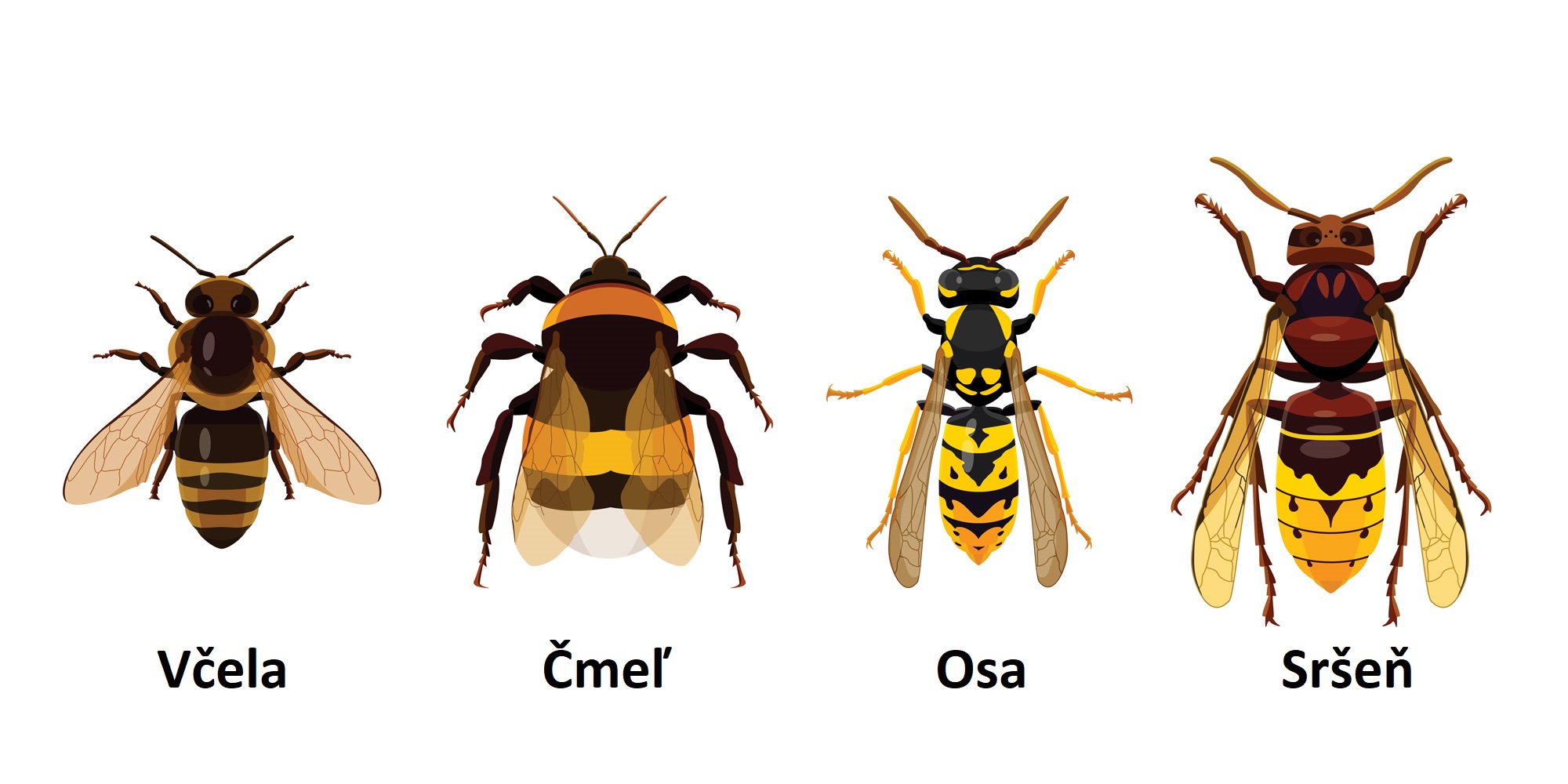 Príznaky a liečba uštipnutia osou | BRENDON